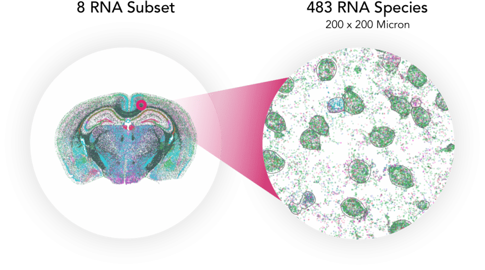 Neuroscience | Vizgen