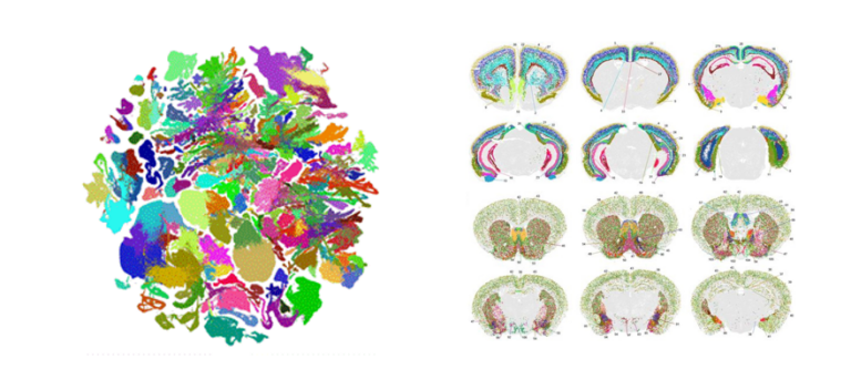 Mapping the Whole Mouse Brain - Vizgen