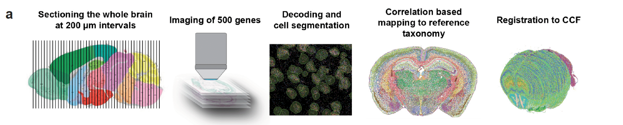 Mapping the Whole Mouse Brain - Vizgen