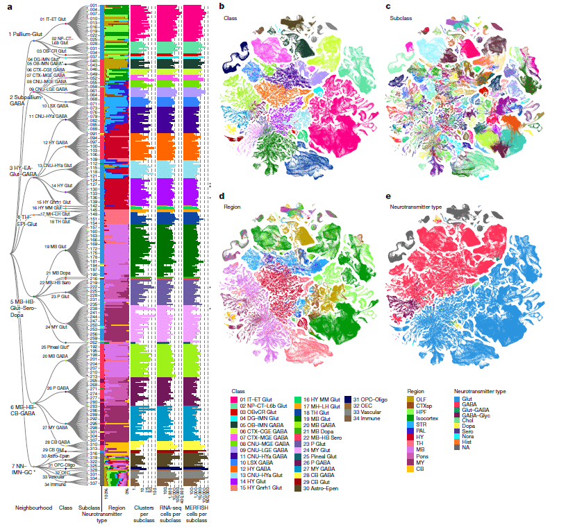 Transcriptomic Atlas Of Mouse Brain Vizgen