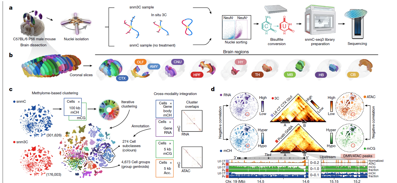 Single-cell DNA Methylome and 3D Multi-omic Atlas of the Adult Mouse ...