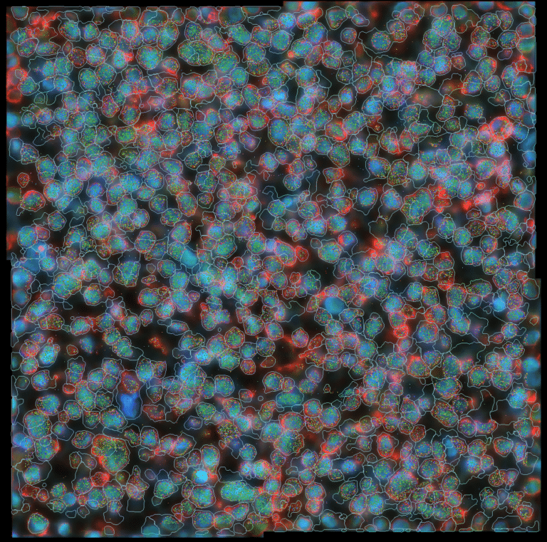 Cell Segmentation Post-Processing Tool | Vizgen