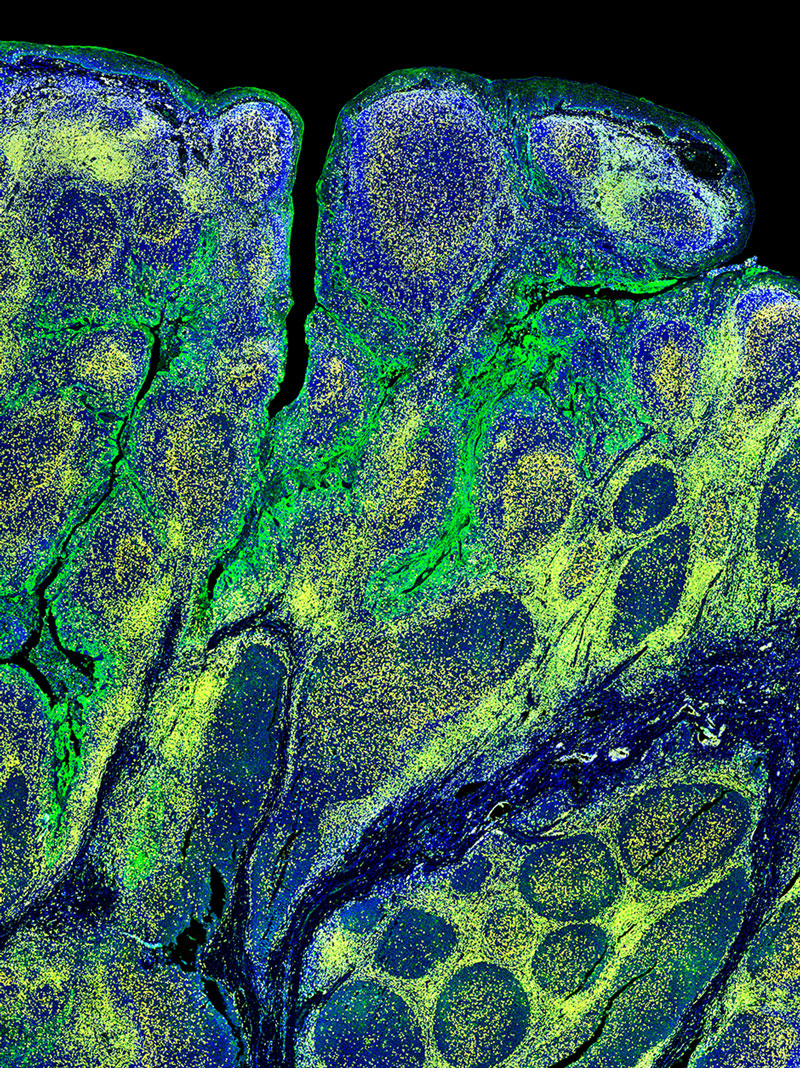 What is Spatial Biology? | Vizgen